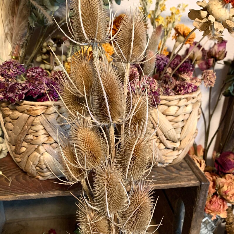 Teasel Plant - Etsy