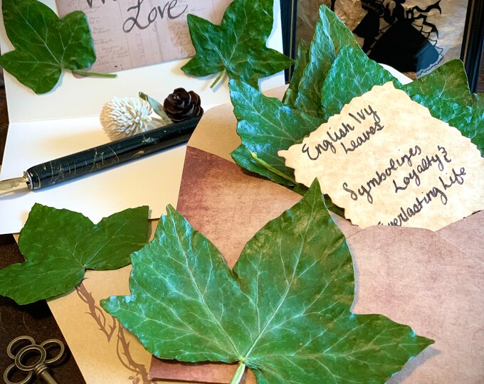 30 English Ivy Leaves ~ Pressed and Dried ~ Ready for Holiday Crafts ...