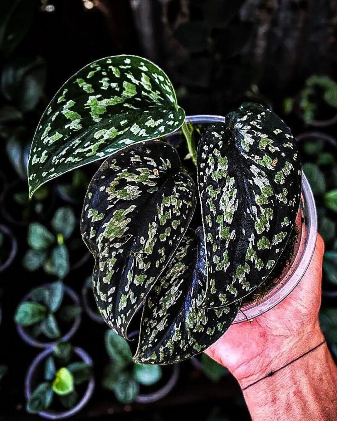 Scindapsus Tricolor Sp Borneo Dark Form Free Phytosanitary - Etsy