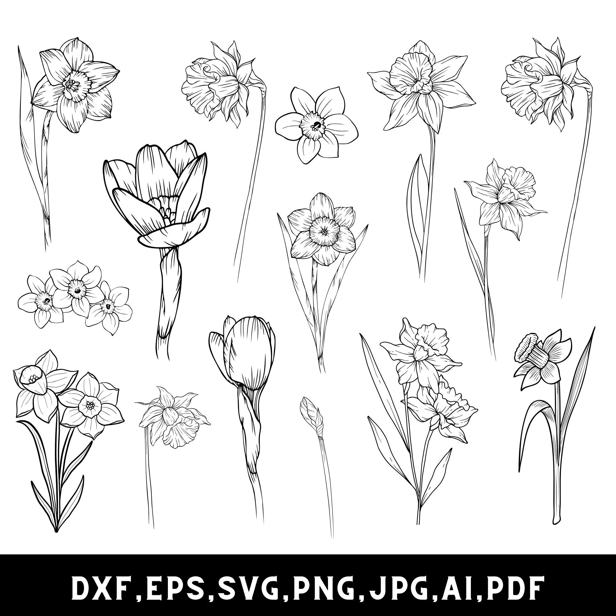 Daffodil Flower Svg, Narcissus Svg, December Birth Flower Svg ...