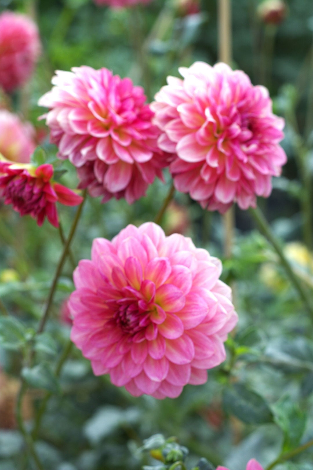 Jabberbox Dahlia Tuber - Etsy