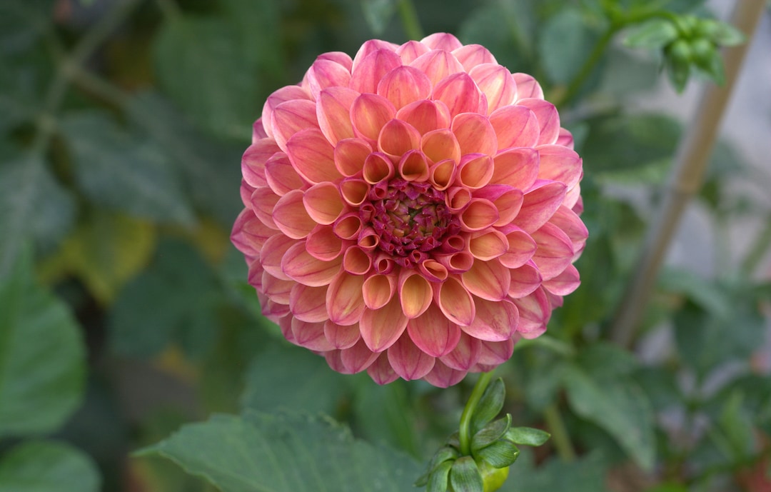 Rose Toscano Dahlia Tuber - Etsy