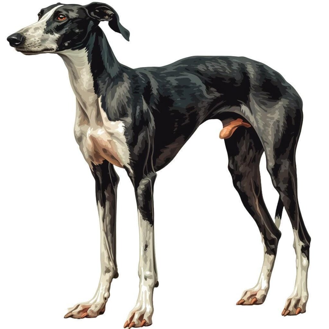 3X Greyhound Car Stickers in Elegant Dog Design for Cars, Laptops ...