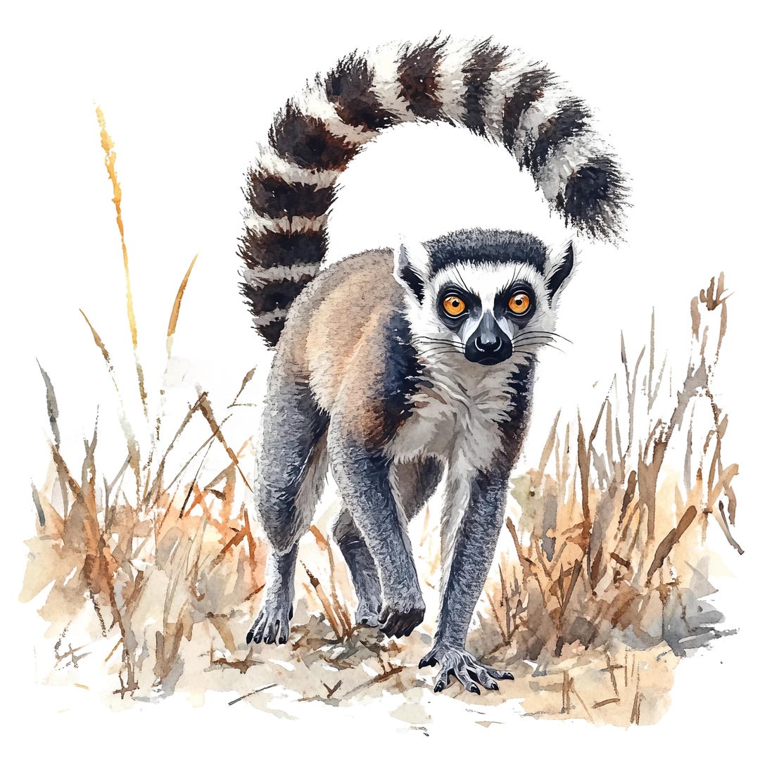 4X Lemur Stickers Watercolor Car Stickers Ringtail Funny Waterproof ...
