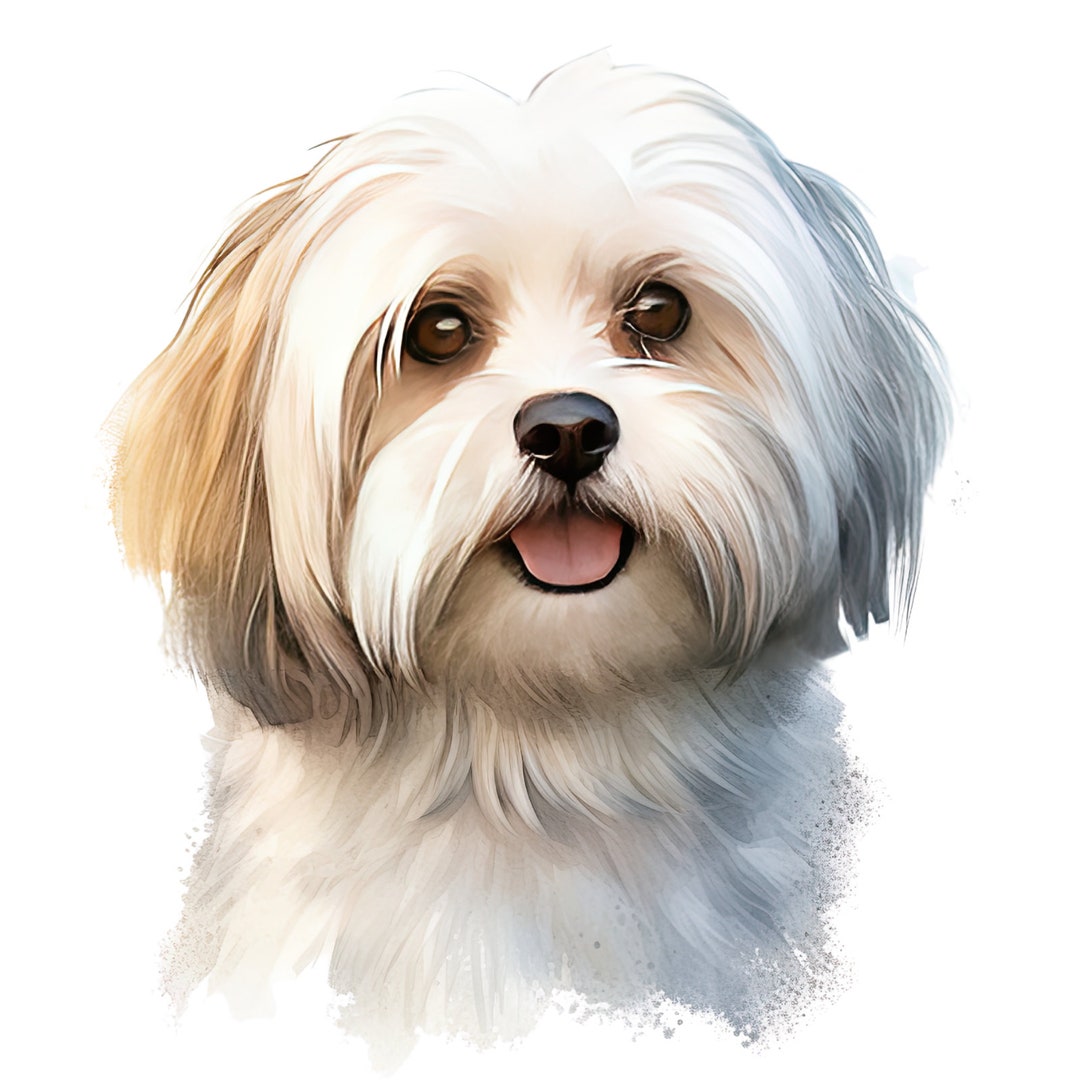 Havanese Car Sticker Dog Sticker - Etsy