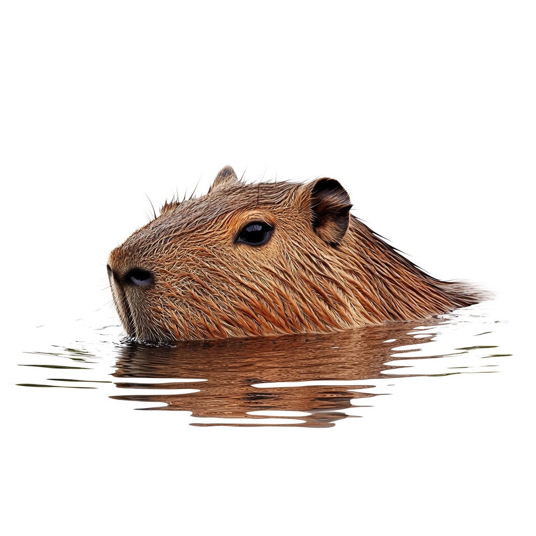 4x Capybara Stickers, 4 Different Designs | Kawaii Animal | Car/laptop ...