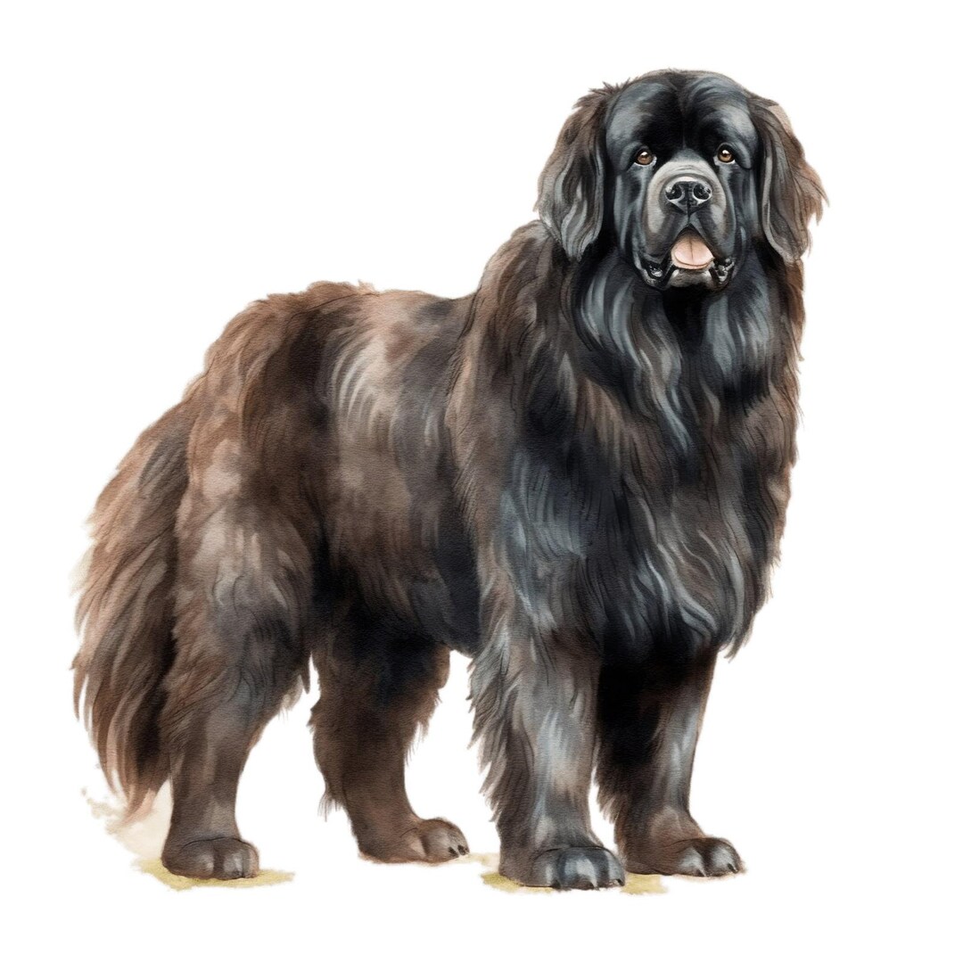 Newfoundland Car Sticker – Weatherproof Dog Sticker for Car Window ...