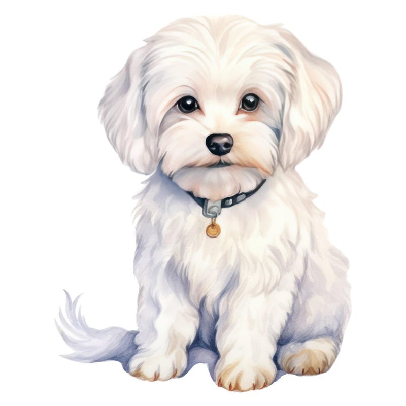 Car Sticker Maltese - Etsy UK