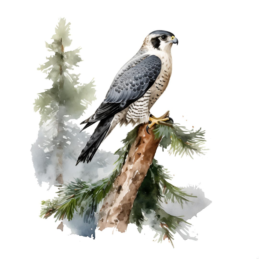 5x Peregrine Falcon Stickers Majestic Car Stickers Bird of Prey Nature ...