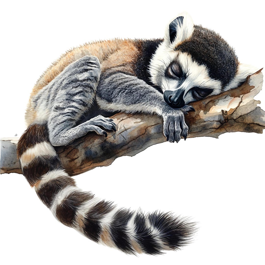 4X Lemur Stickers Watercolor Car Stickers Ringtail Funny Waterproof ...
