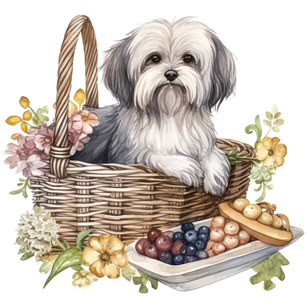Havanese Car Sticker Dog Sticker - Etsy