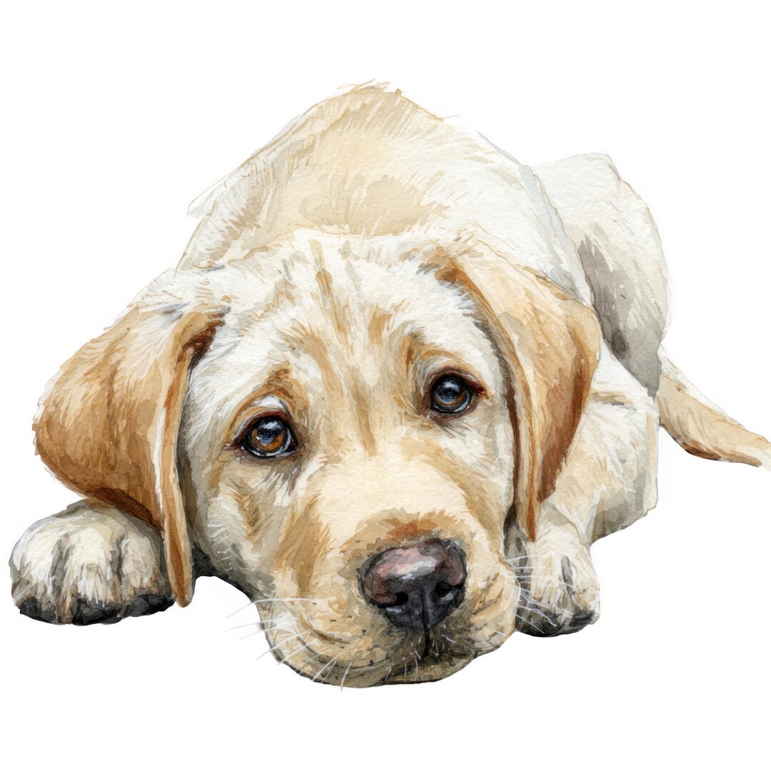 4x Labrador Retriever Sticker Set, 4 Pieces, Dog Car Stickers ...