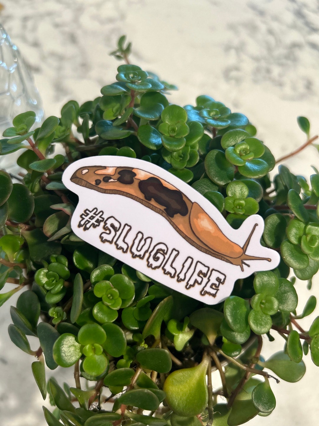 Slug Sticker, Slug Life Sticker, Water Bottle Sticker, Laptop Sticker ...