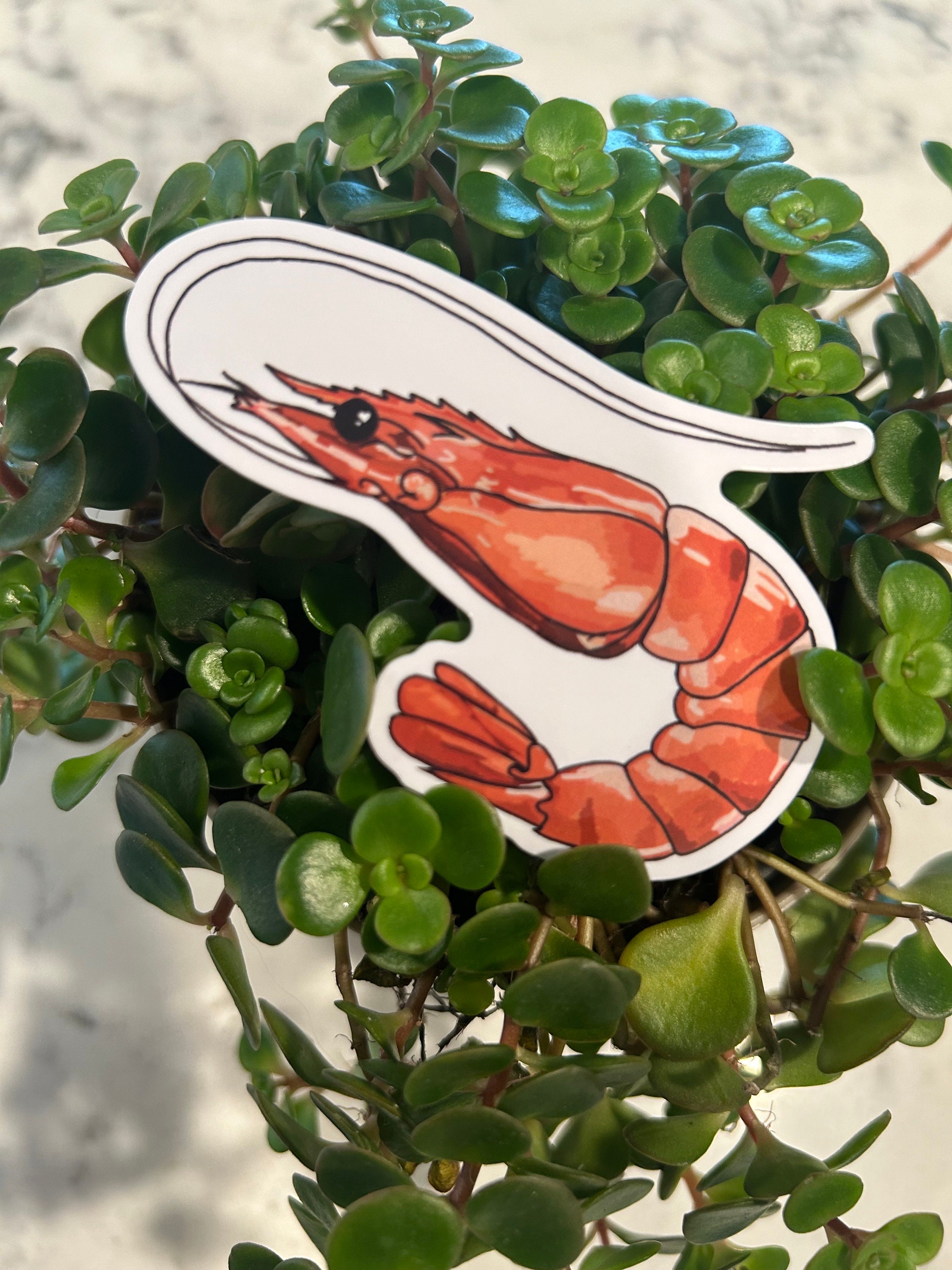 Shrimp Sticker, Ocean Sticker, Water Bottle Sticker, Laptop Sticker ...