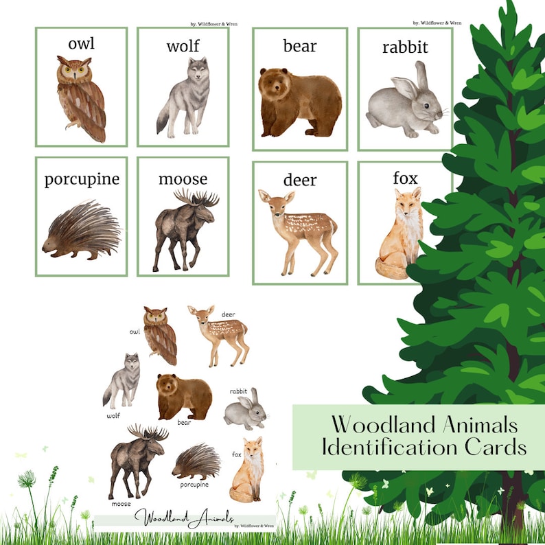 Woodland Animal Identification Cards for Preschool - Etsy