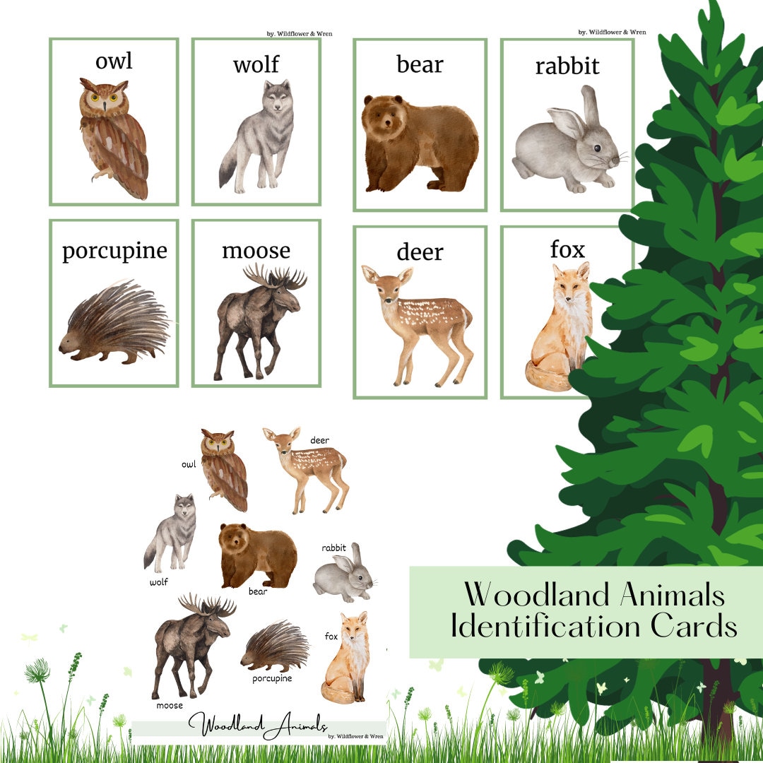 Woodland Animal Identification Cards for Preschool - Etsy