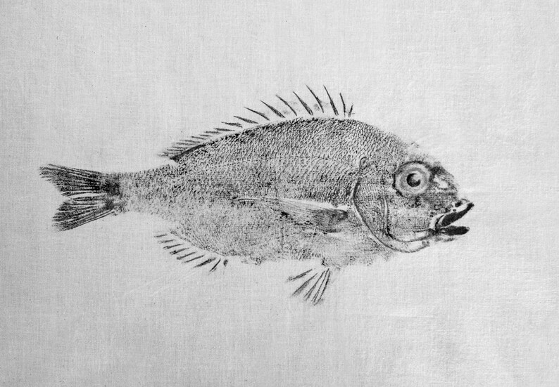 Original Panga Gyotaku Fish Print - Etsy