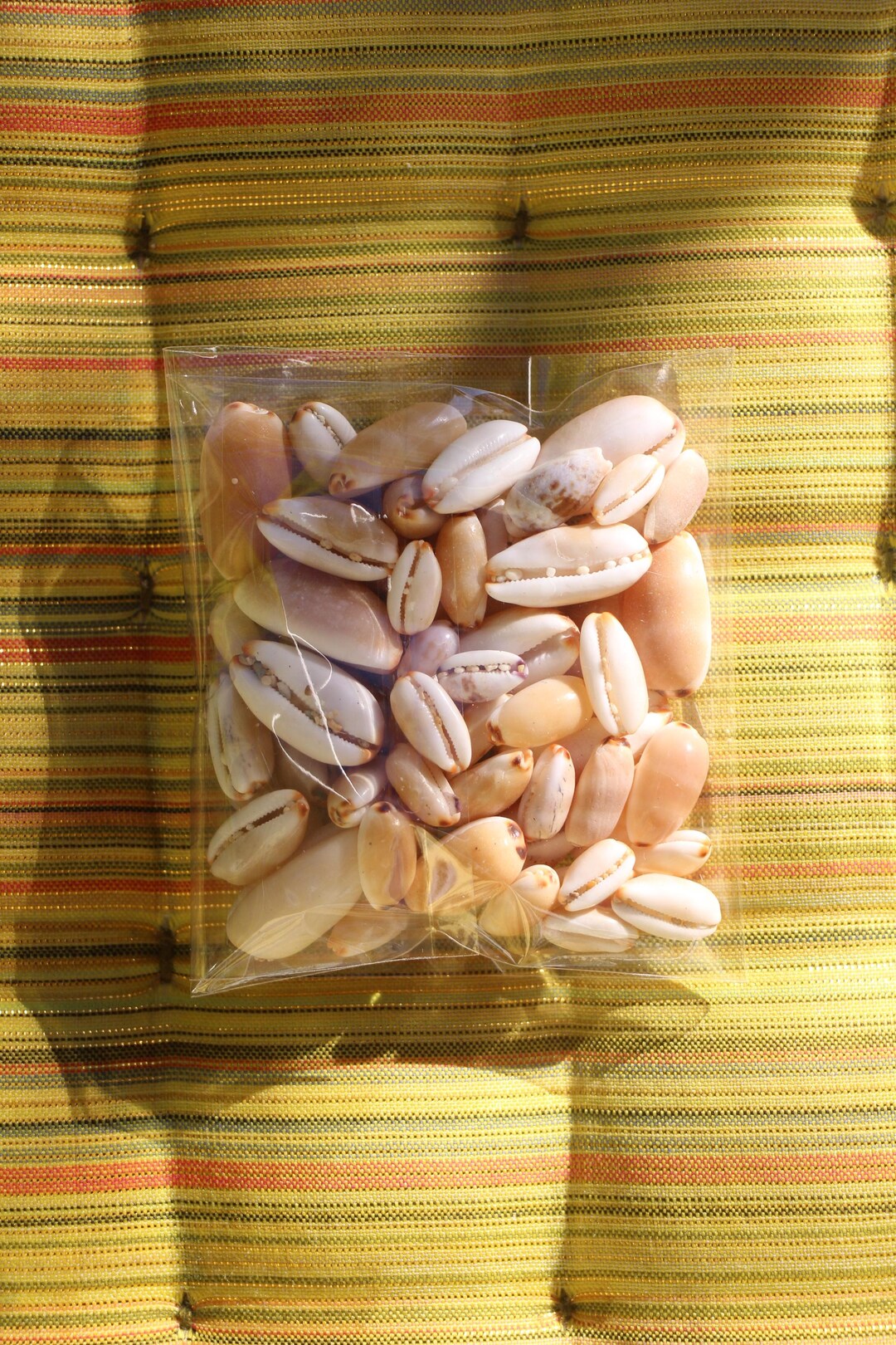 Authentic Hawaiian Cowrie Shells – Assorted Tan Color Shells for Crafts ...