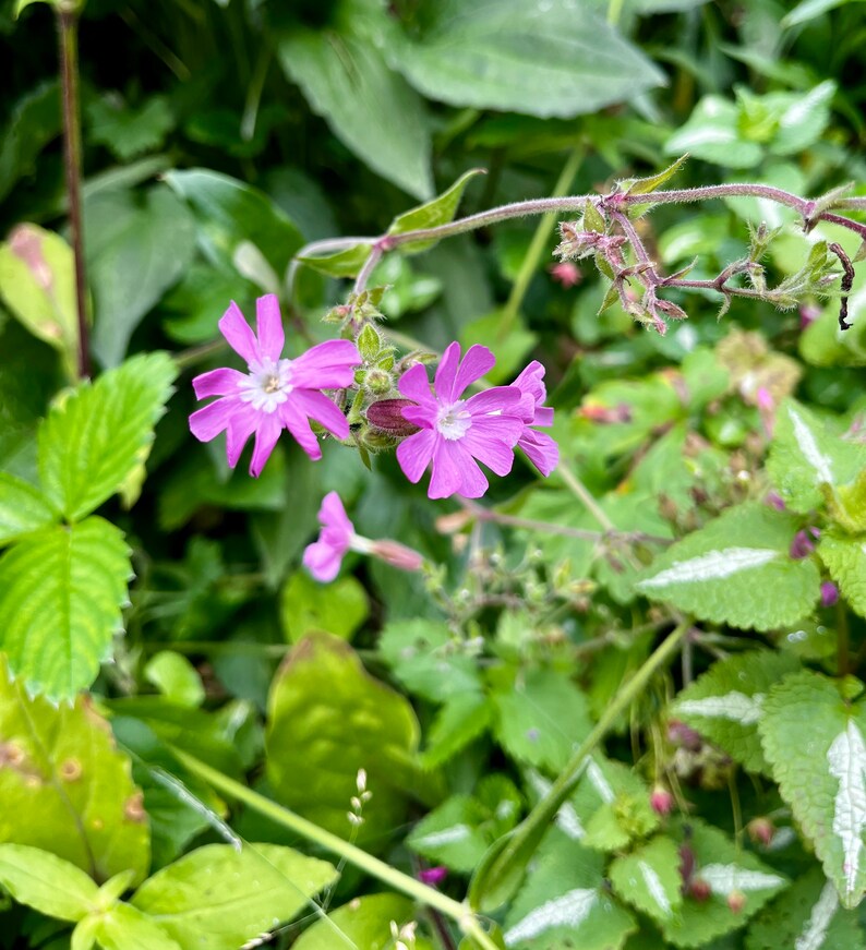 50-100 Red Campion Seeds, Adder’s Flower, Robin Hood, Cuckoo Flower ...