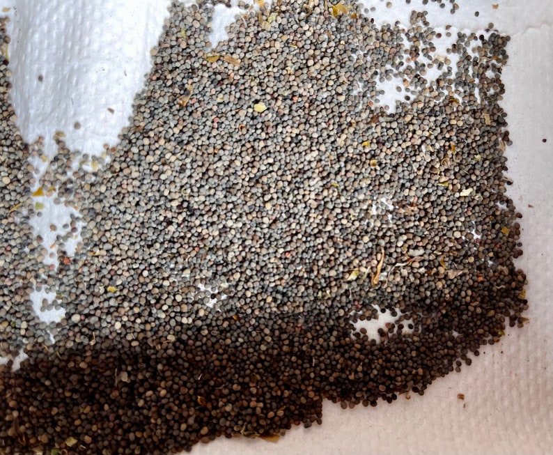 50-100 Red Campion Seeds, Adder’s Flower, Robin Hood, Cuckoo Flower ...