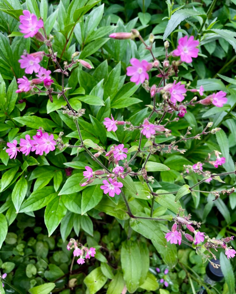 50-100 Red Campion Seeds, Adder’s Flower, Robin Hood, Cuckoo Flower ...