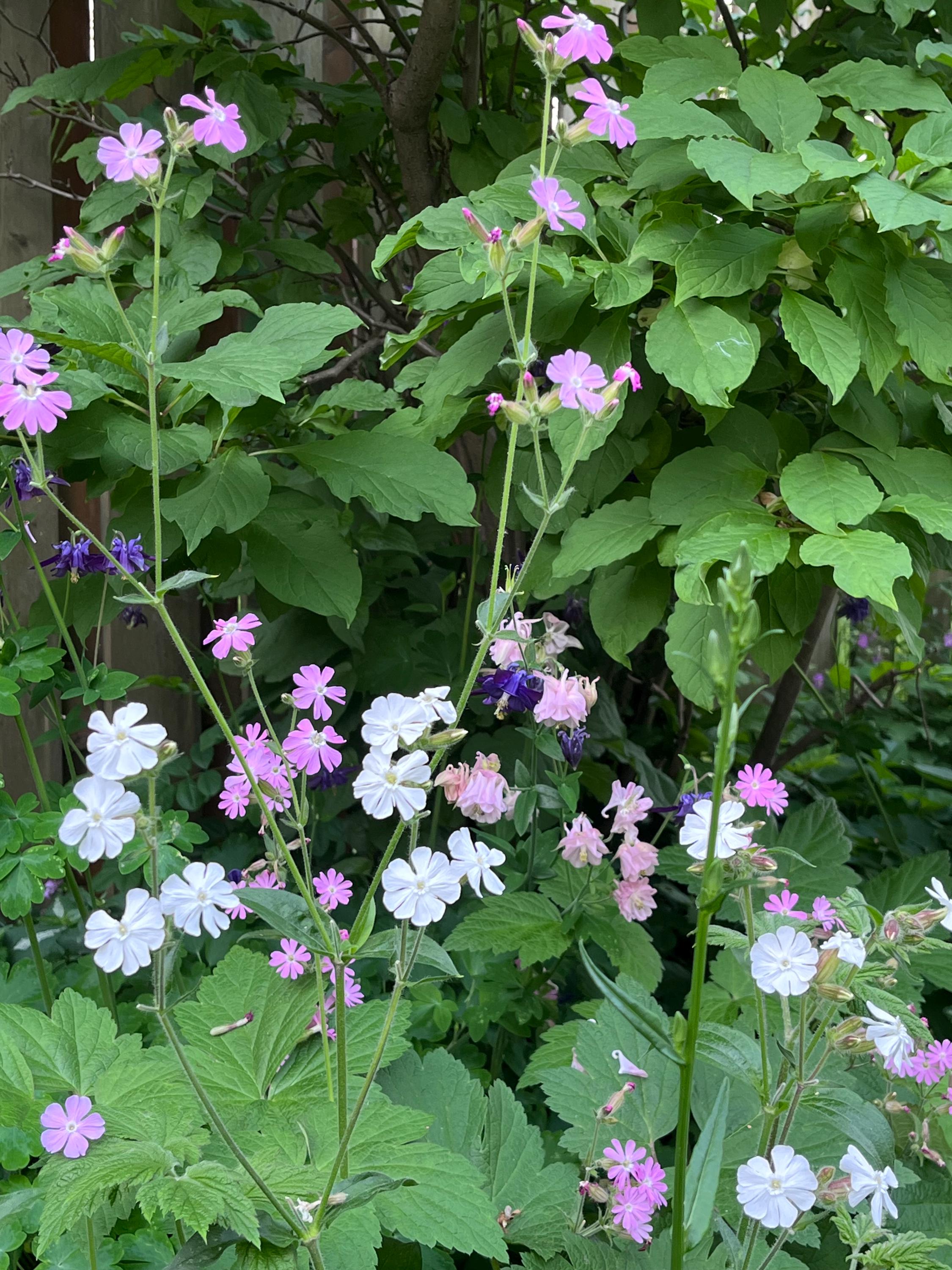 200-400 Red Campion, Adder’s Flower, Robin Hood, Cuckoo Flower, (silene ...