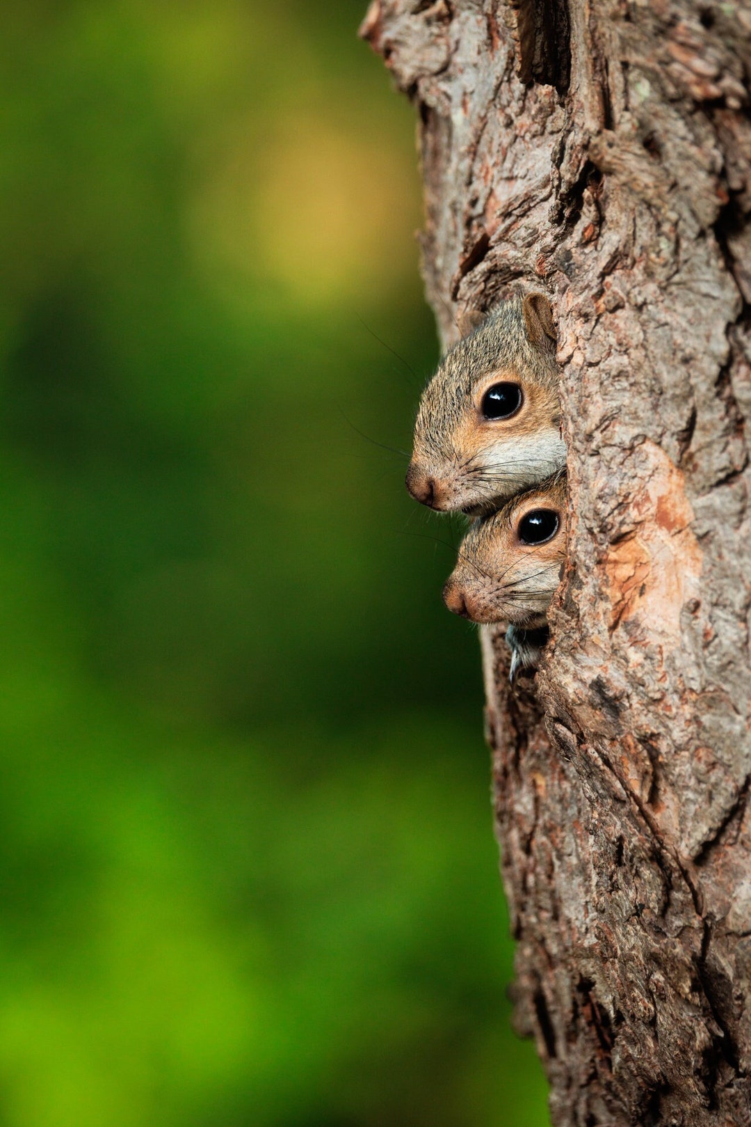 Snuggly Squirrels - Etsy
