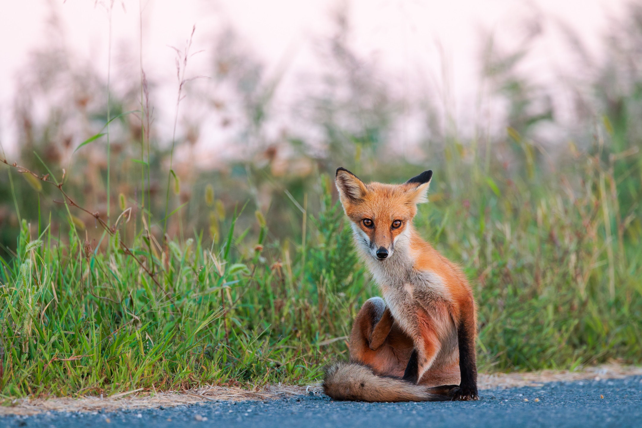 Itchy Fox - Etsy