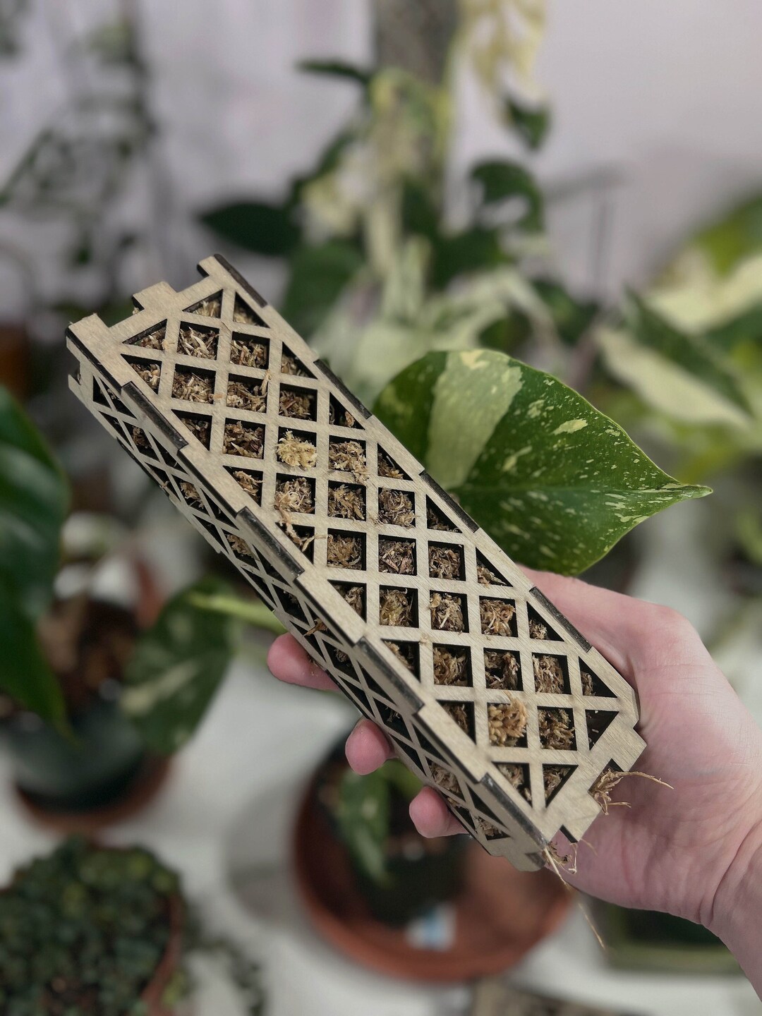ECO Stackable Moss Poles EXTENDER - Etsy