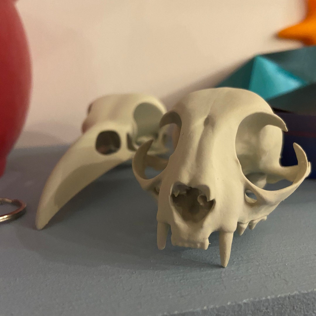 Animal Skulls – Realistic 3D Printed Cat & Raven Skull Replicas for ...