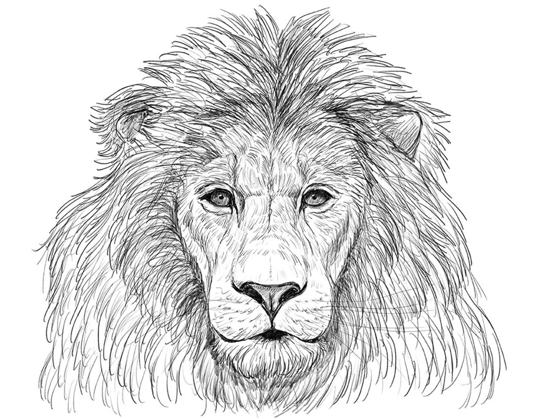 Lion Drawing Lion Portrait Lion Art Animal Art - Etsy