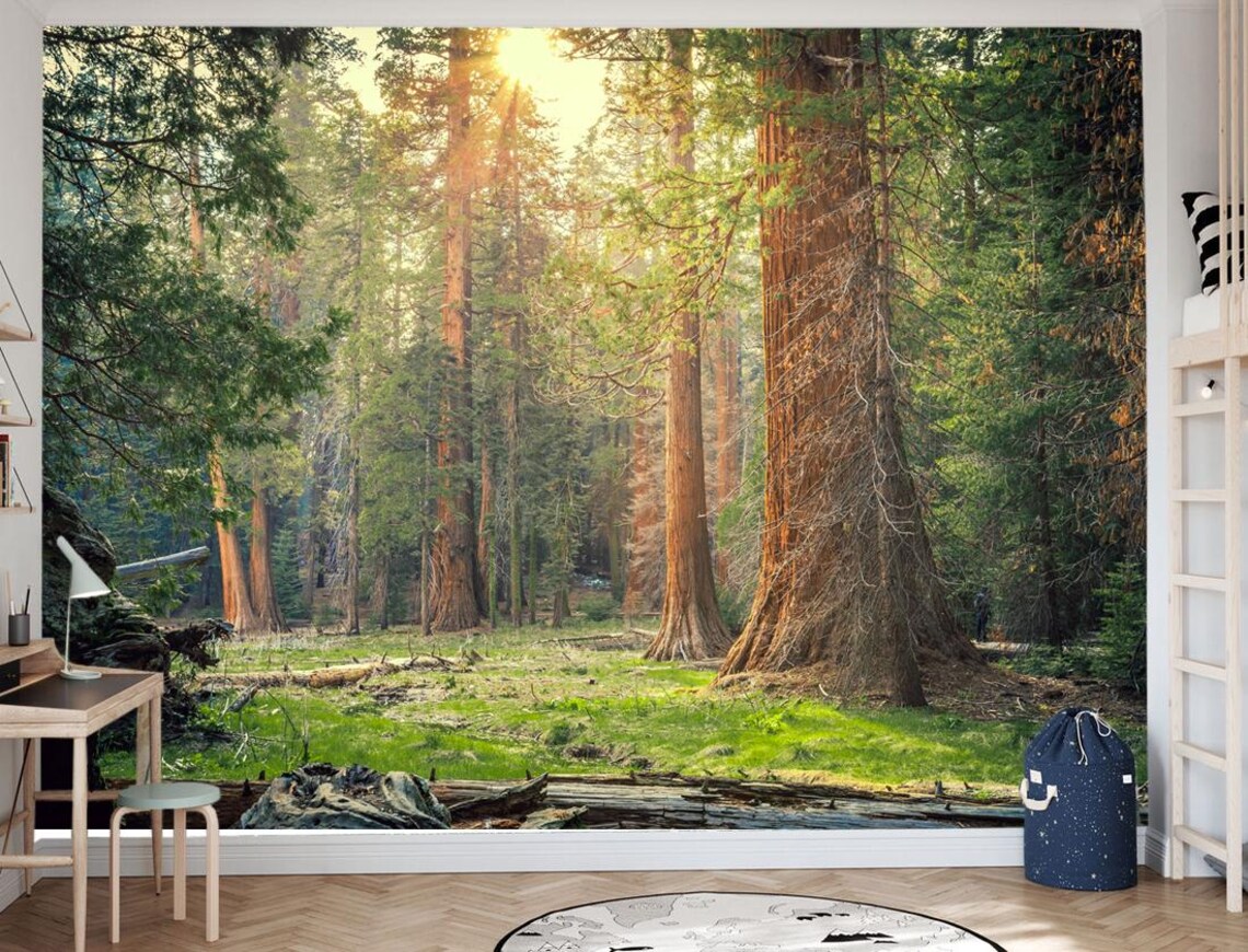 Sequoia National Park Wall Mural, Giant Redwood Trees Wallpaper ...