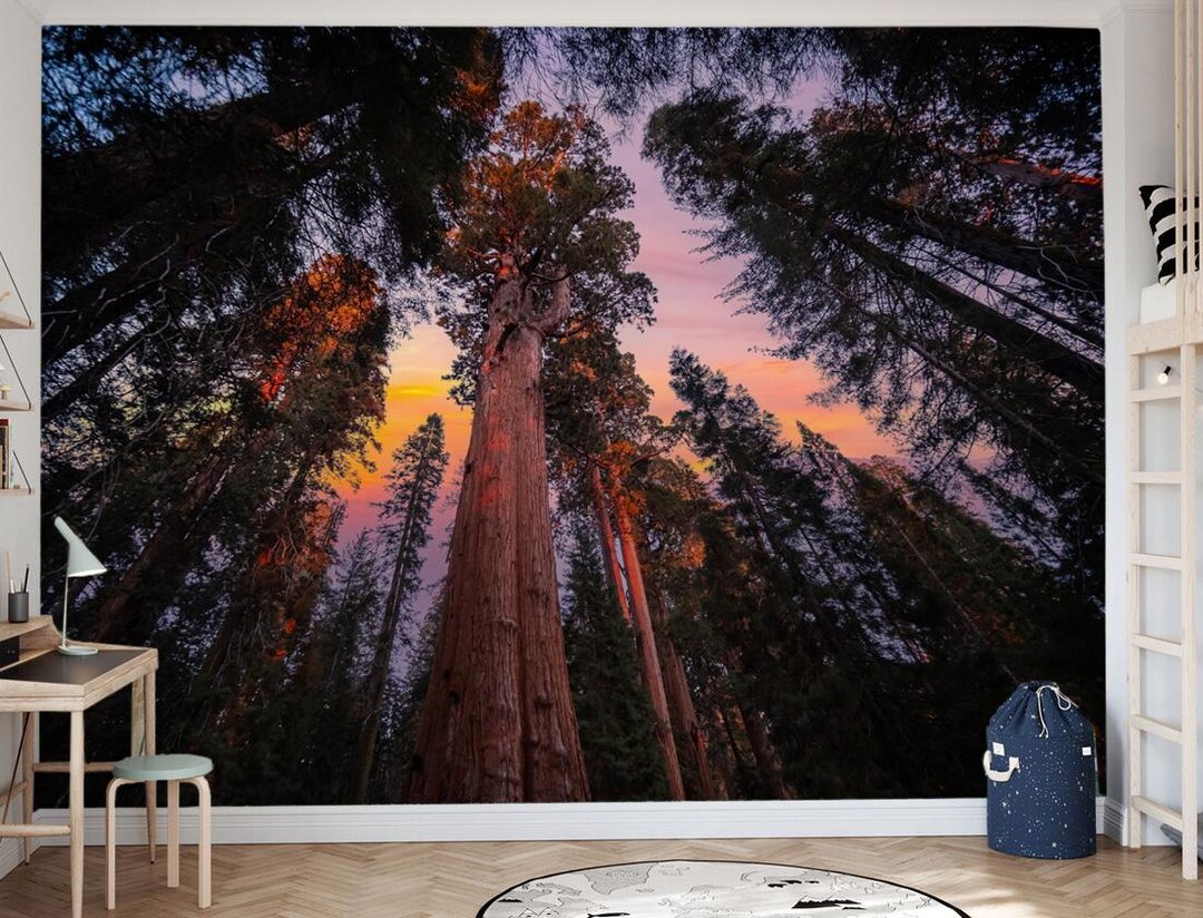 Sequoia National Park Non-woven Photo Wallpaper, Giant Trees Self ...
