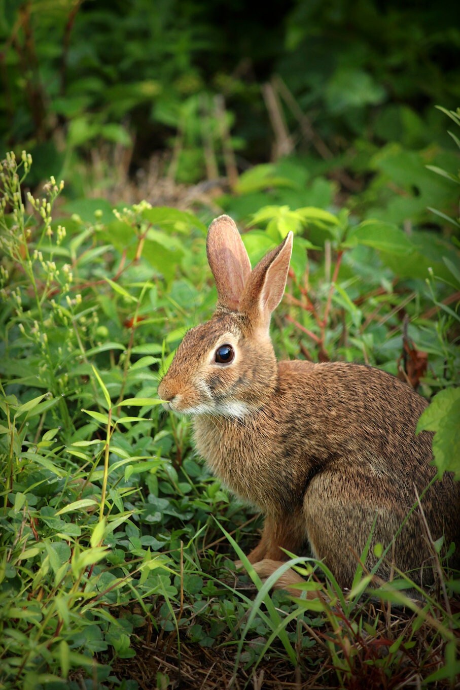 Spring Bunny Nature Photography Print - Etsy