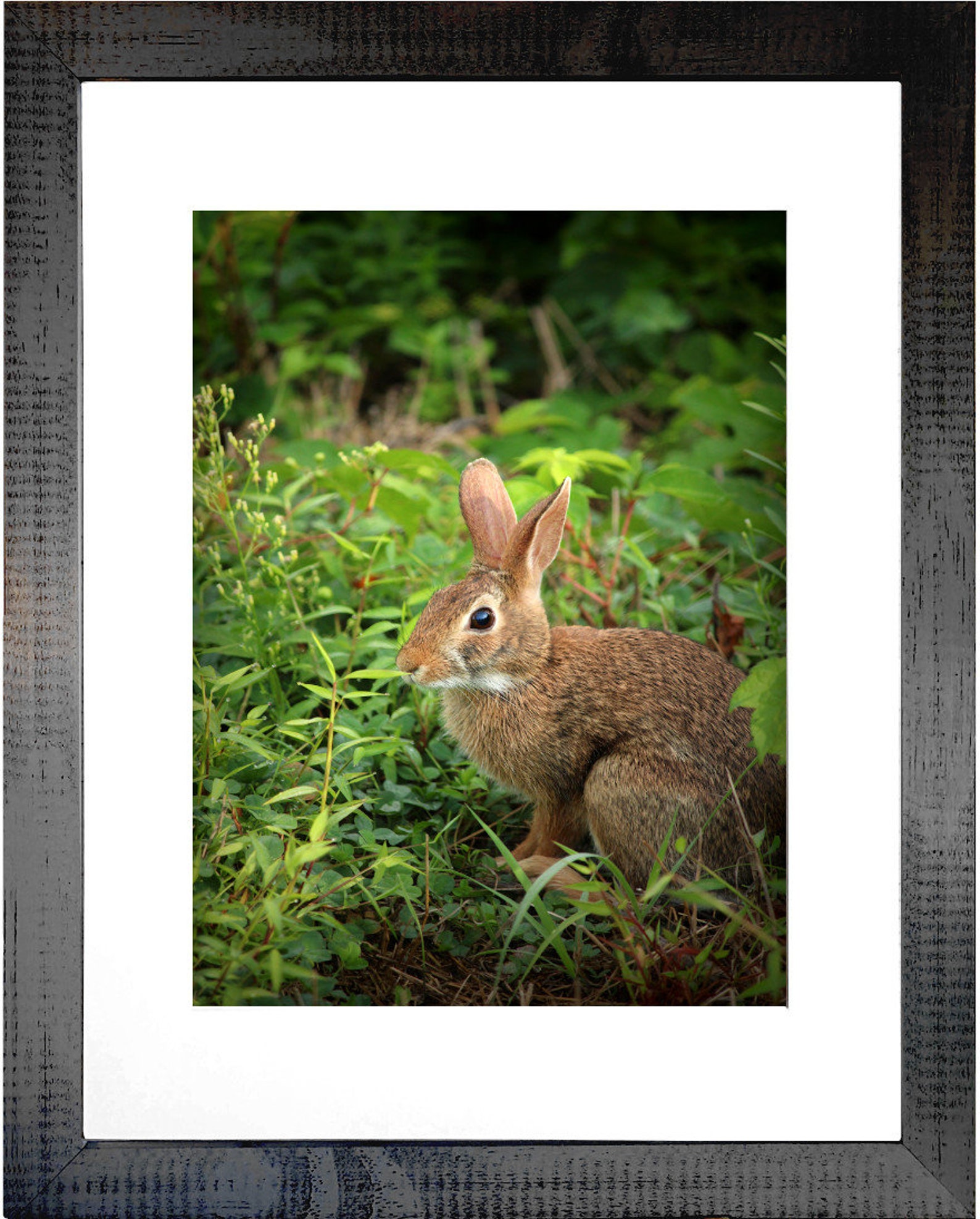 Spring Bunny Nature Photography Print - Etsy