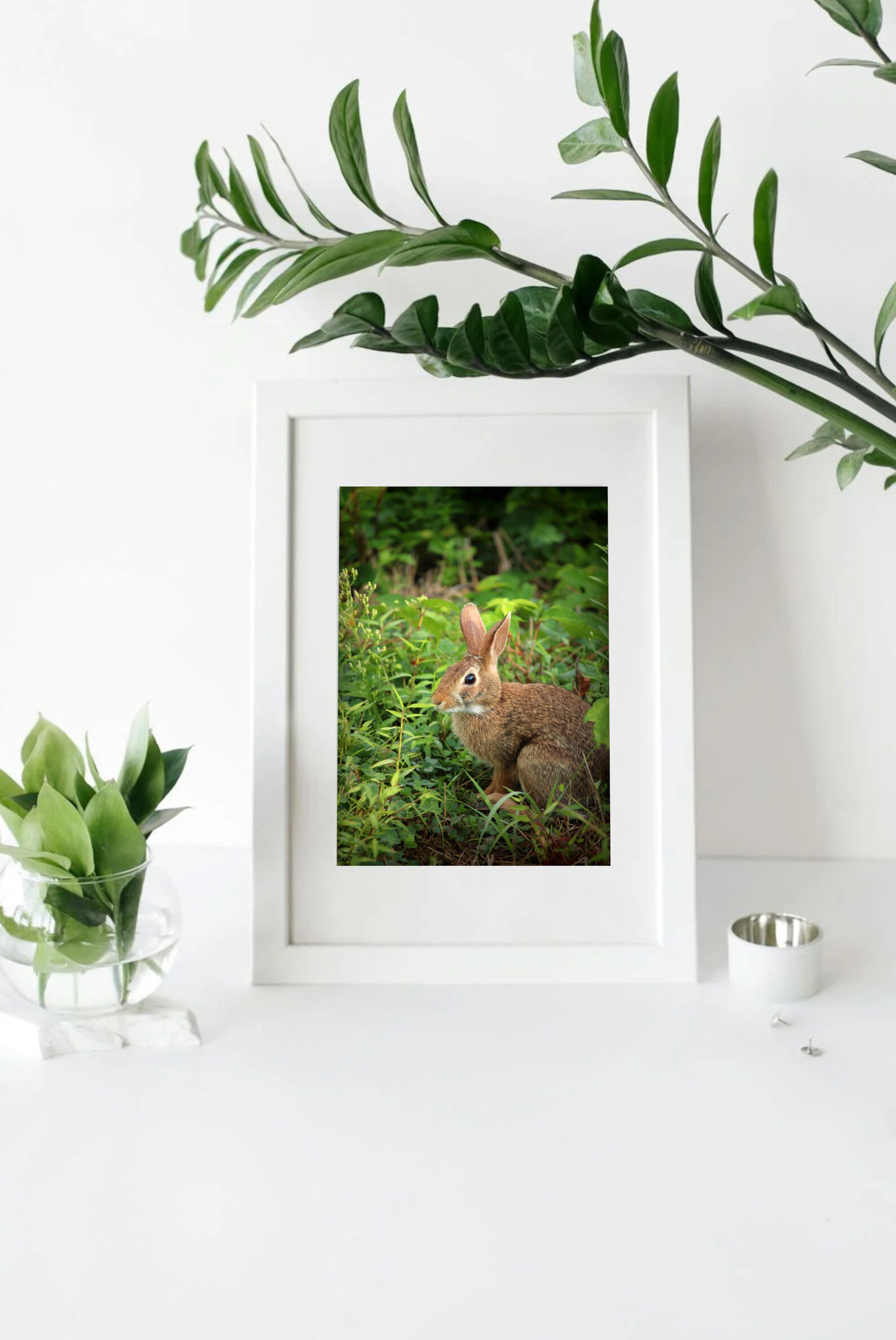 Spring Bunny Nature Photography Print - Etsy