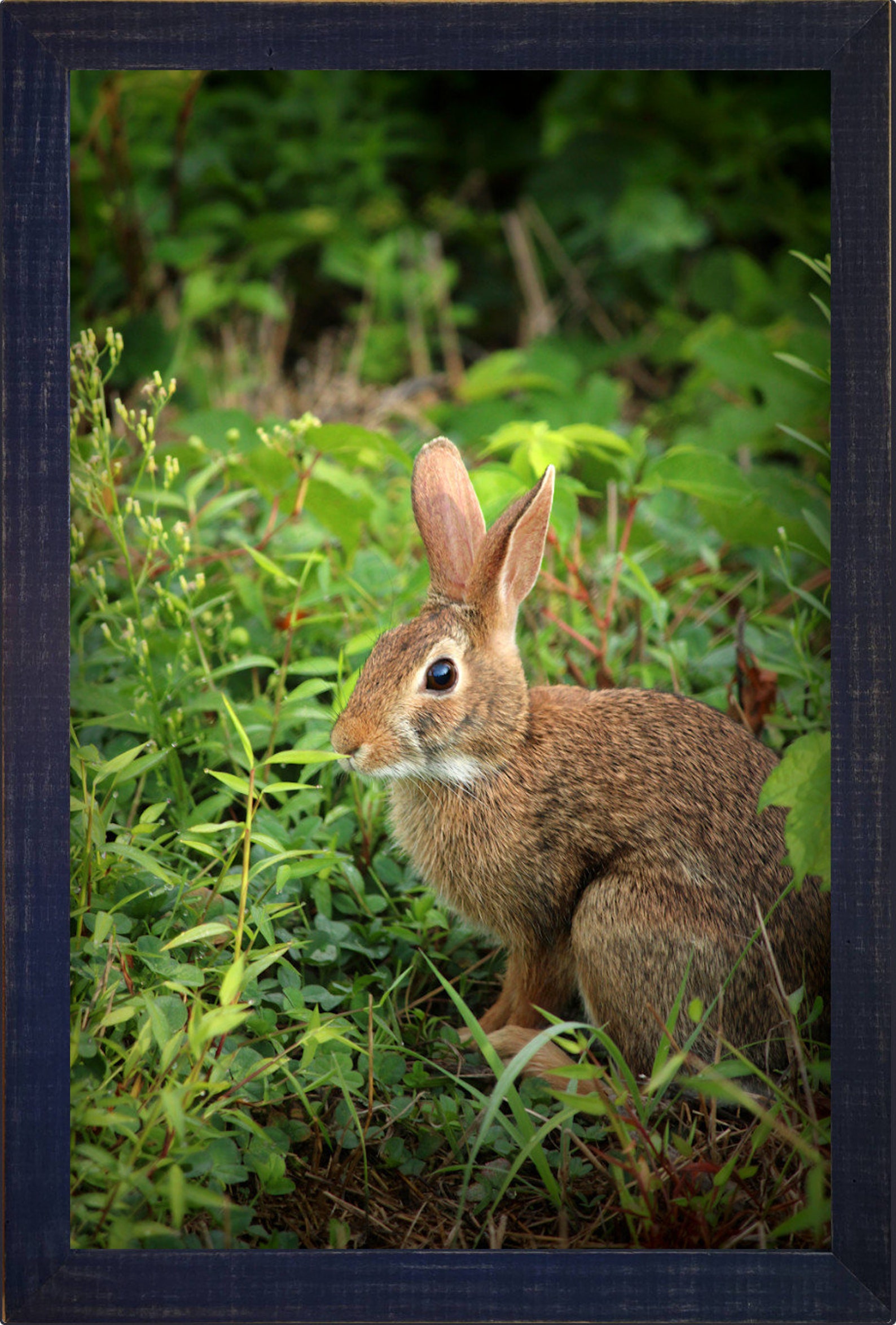 Spring Bunny Nature Photography Print - Etsy