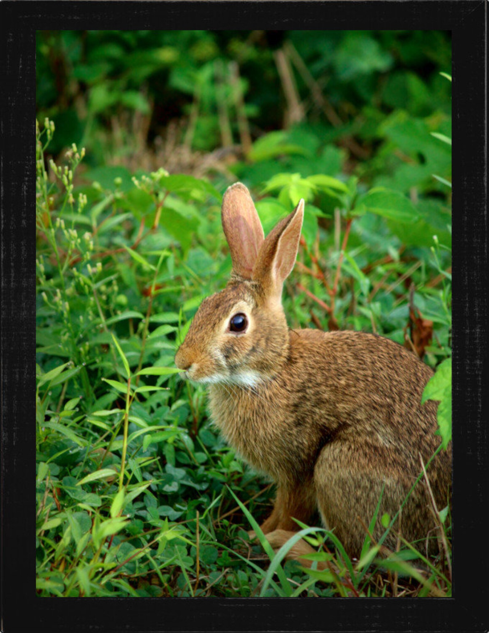 Spring Bunny Nature Photography Print - Etsy