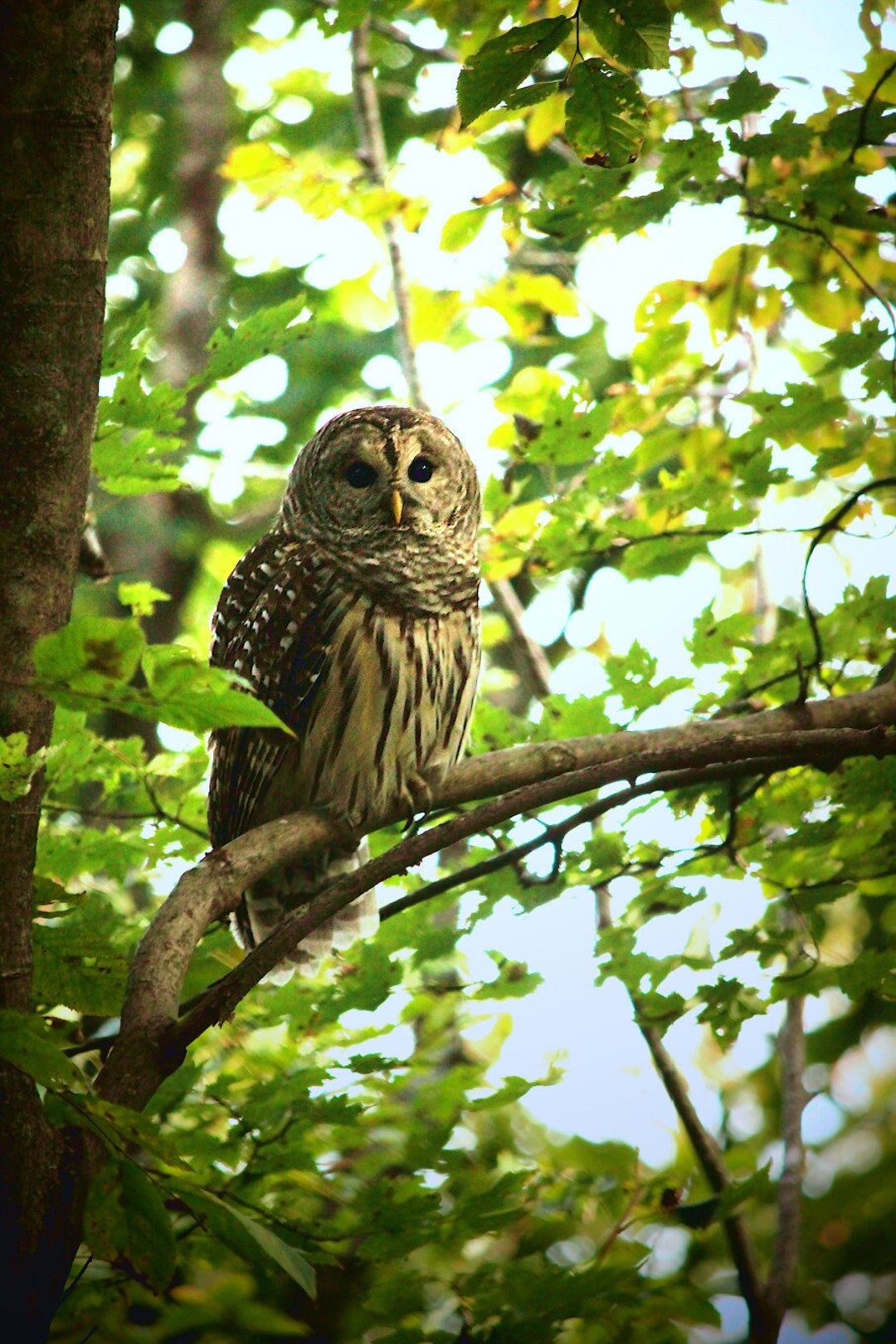 Barred Owl Nature Photography Print - Etsy