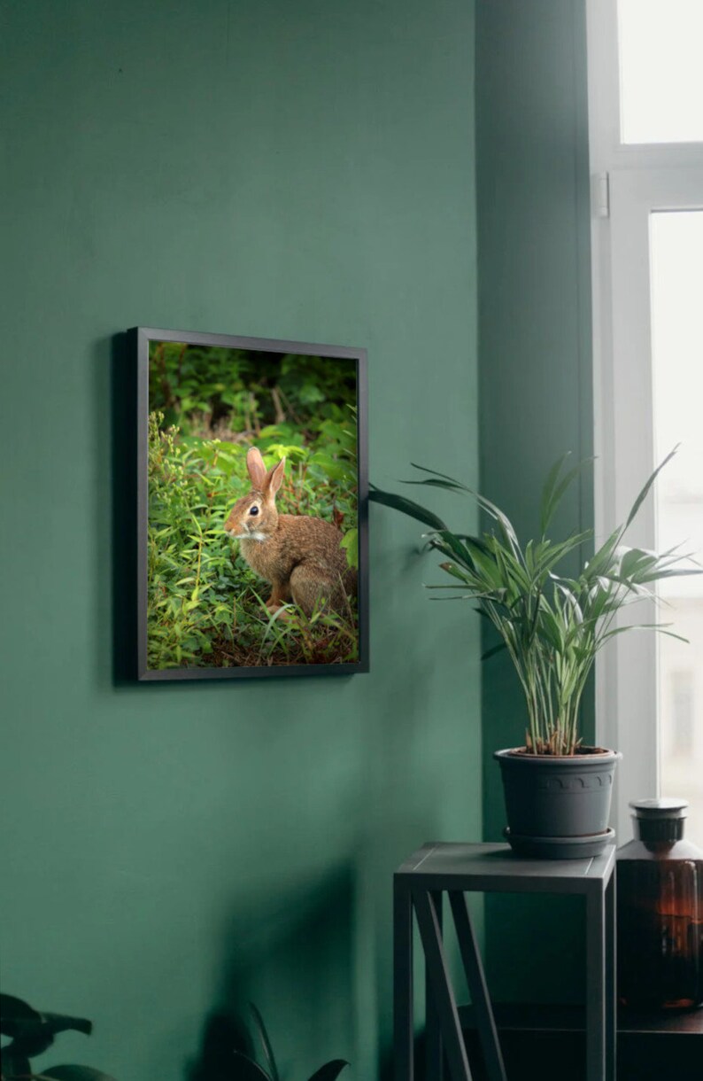 Spring Bunny Nature Photography Print - Etsy