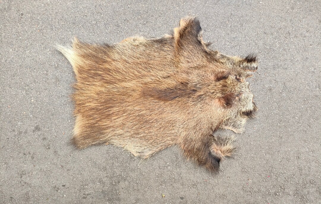 Wild Boar Skin Rawhide - Etsy