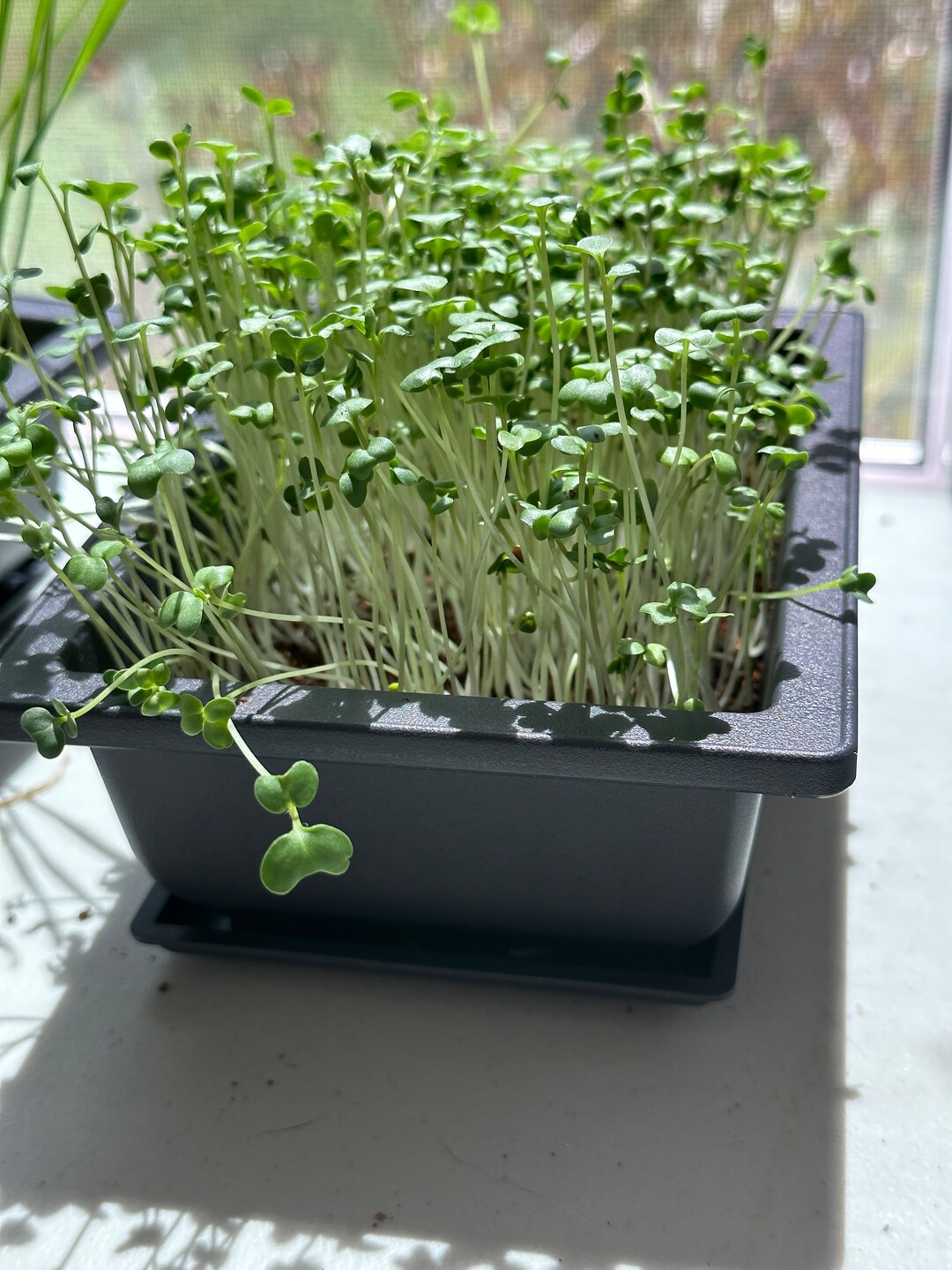 Microgreens Grow Kits - Etsy