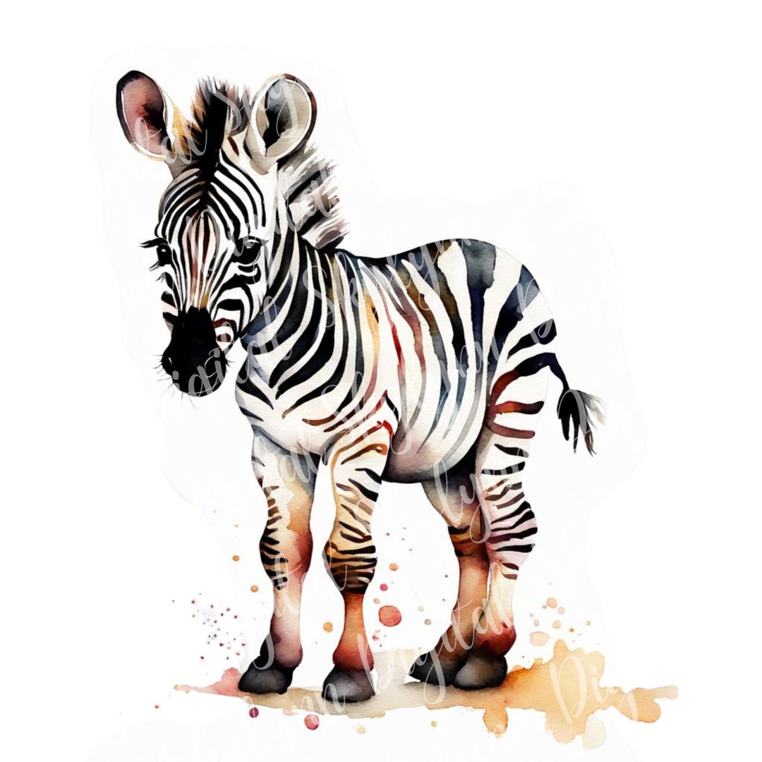 Set of Watercolor Baby Zebra Clipart Png Image Digital Download for ...