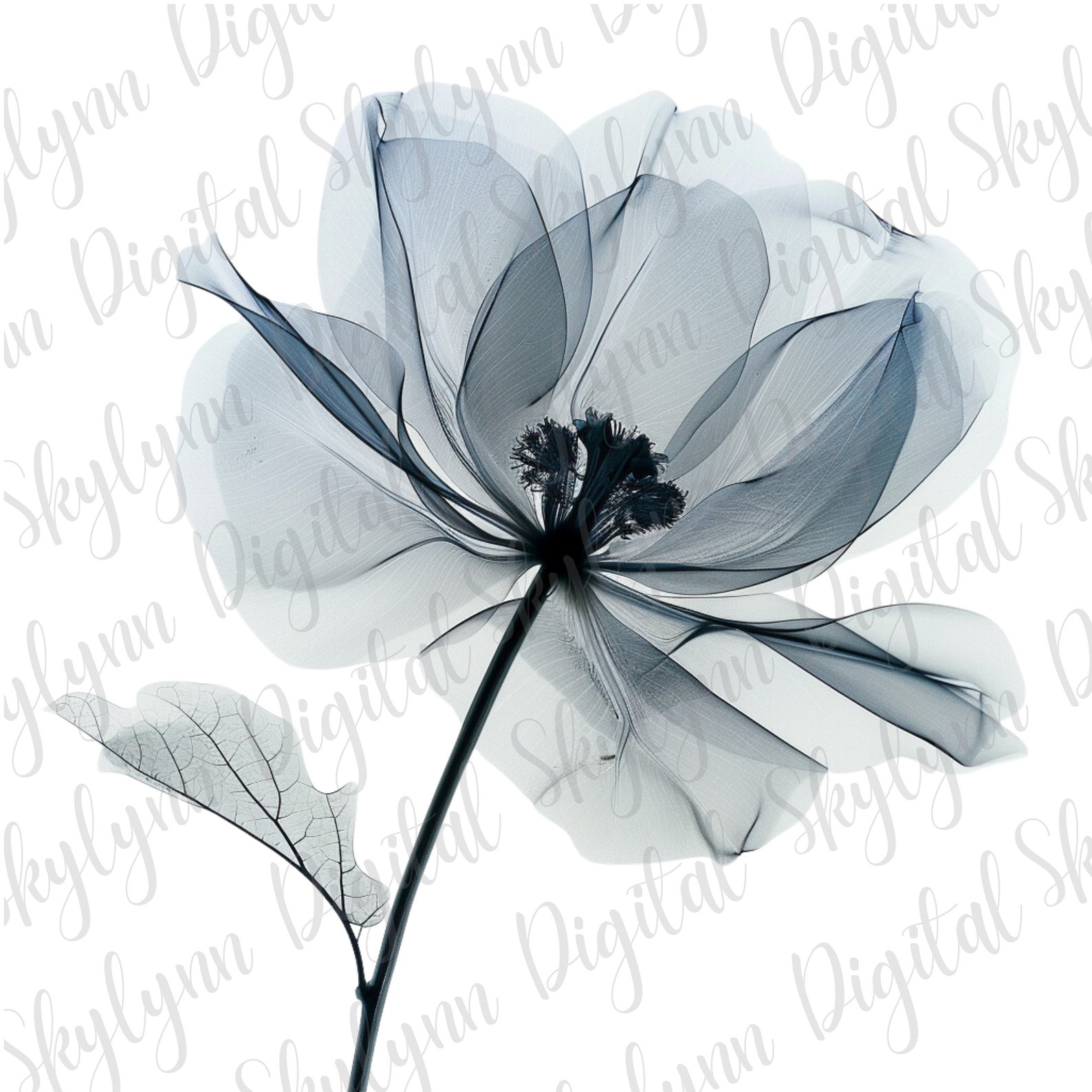 11 Xray Flowers on a Transparent Background, Printable, Perfect for or ...