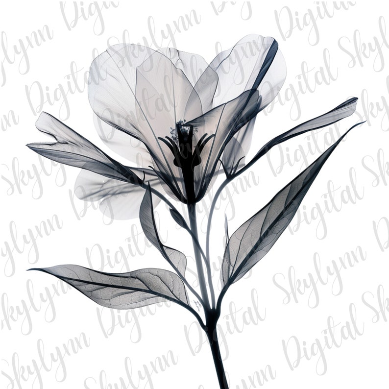 11 Xray Flowers on a Transparent Background, Printable, Perfect for or ...