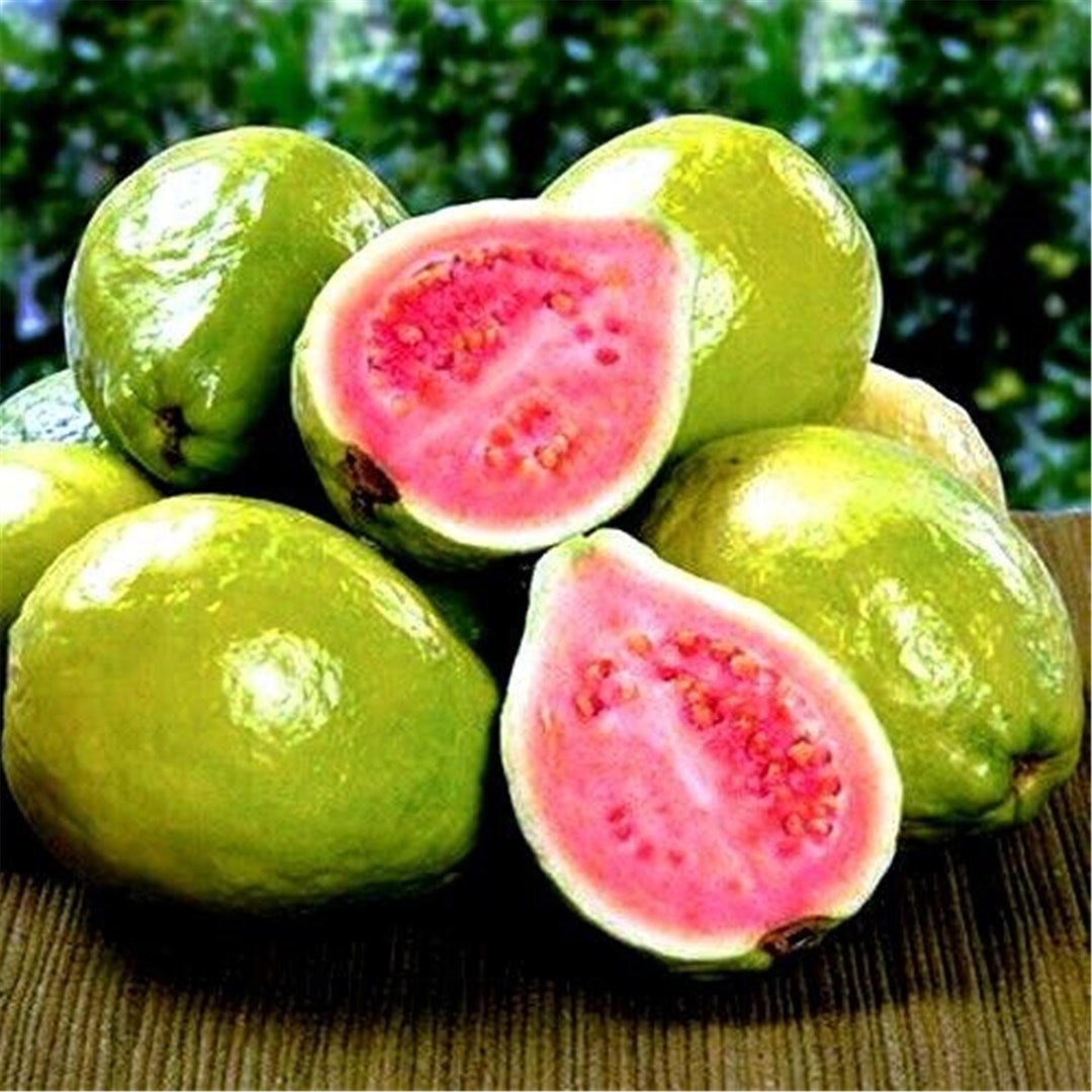 20 Lemon Apple Pink Guava Tree Fruit Seeds ruby Supreme - Etsy