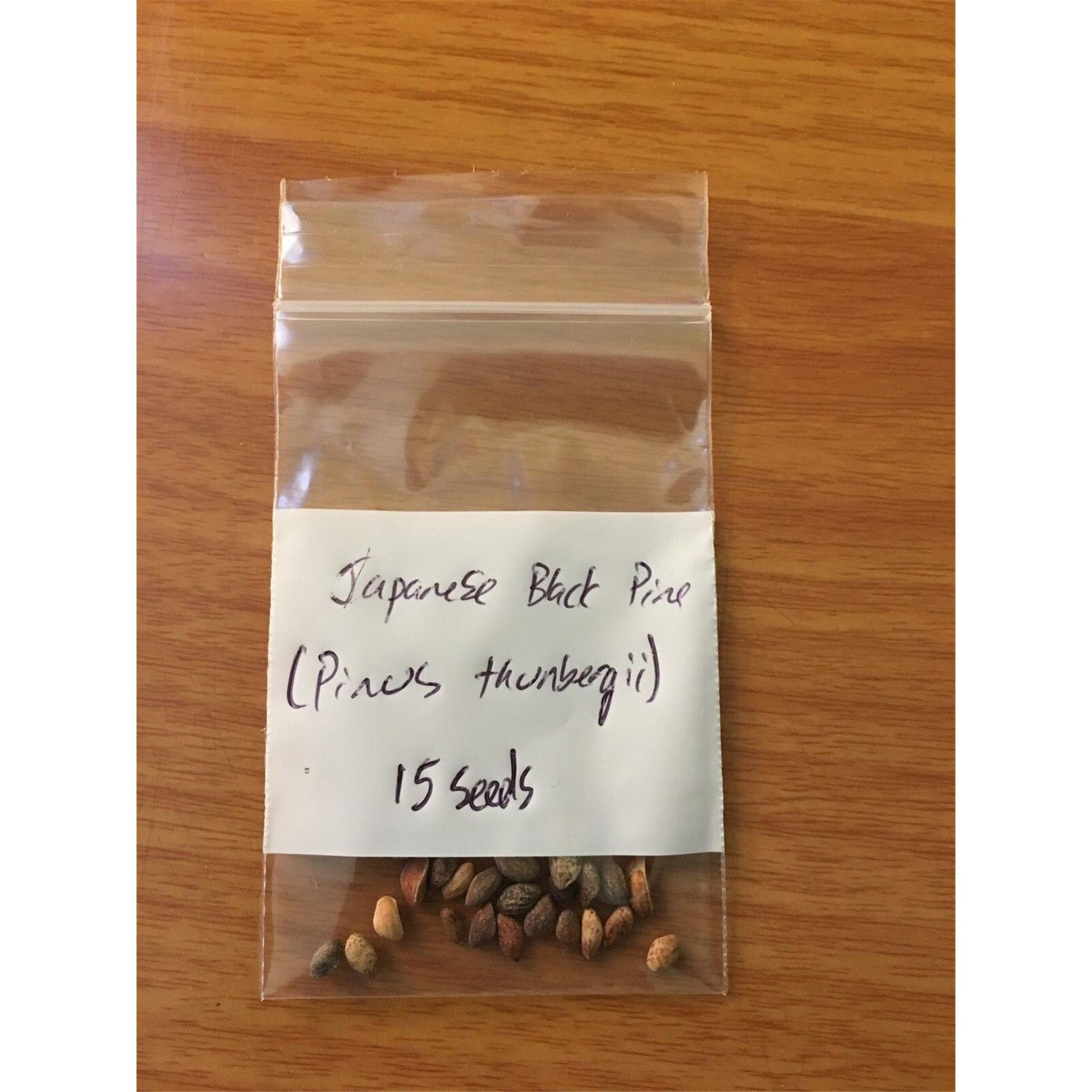 15 Japanese Black Pine Tree Seeds pinus Thunbergii 15 Seeds - Etsy