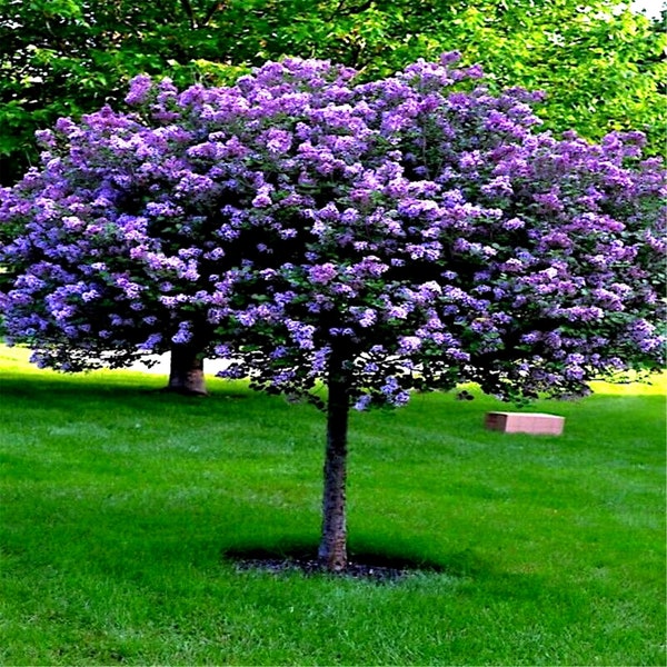 Lilac Seeds - Etsy
