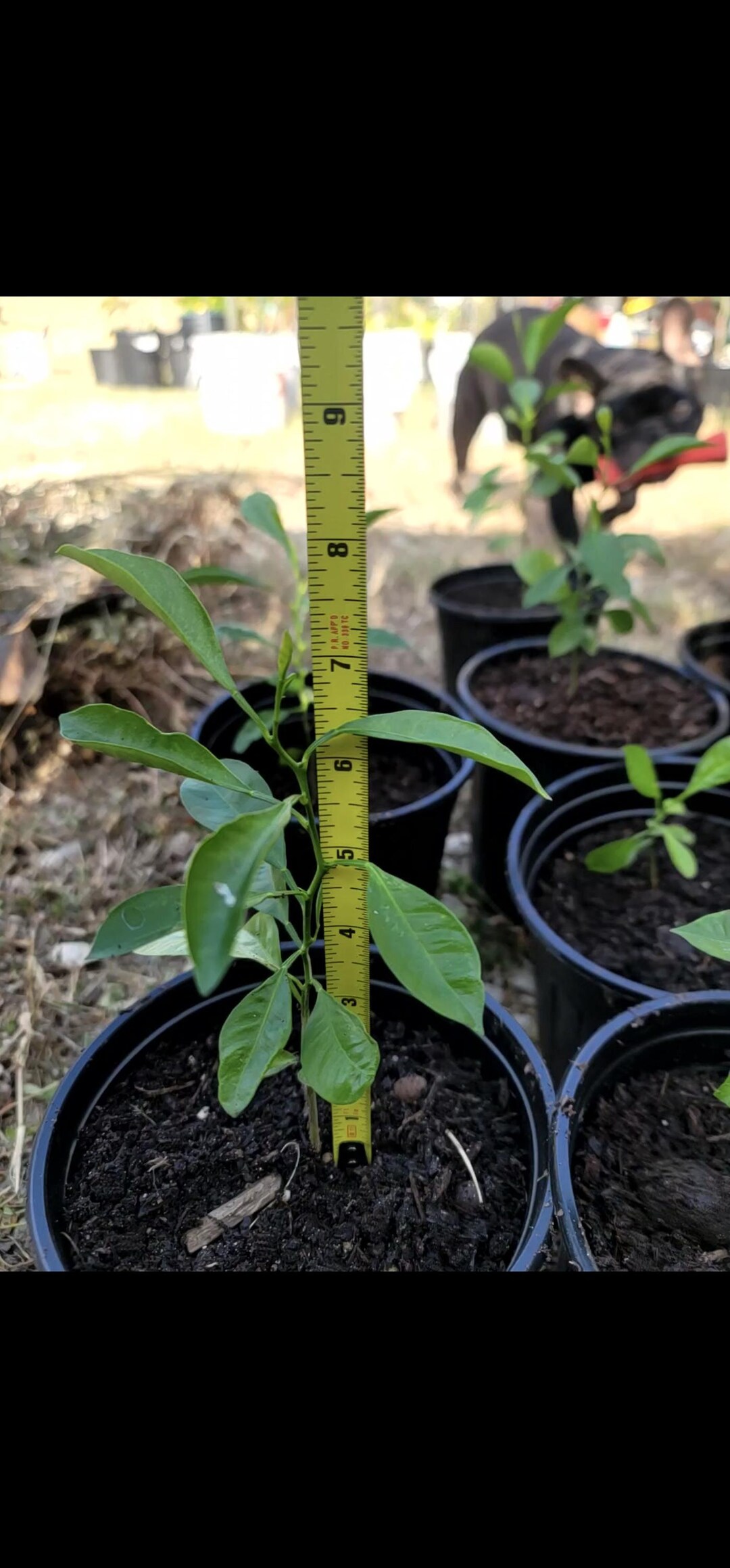 Calamansi Lime ( Citrus X Microcarpa ) Philippine Lemon Tree - Etsy