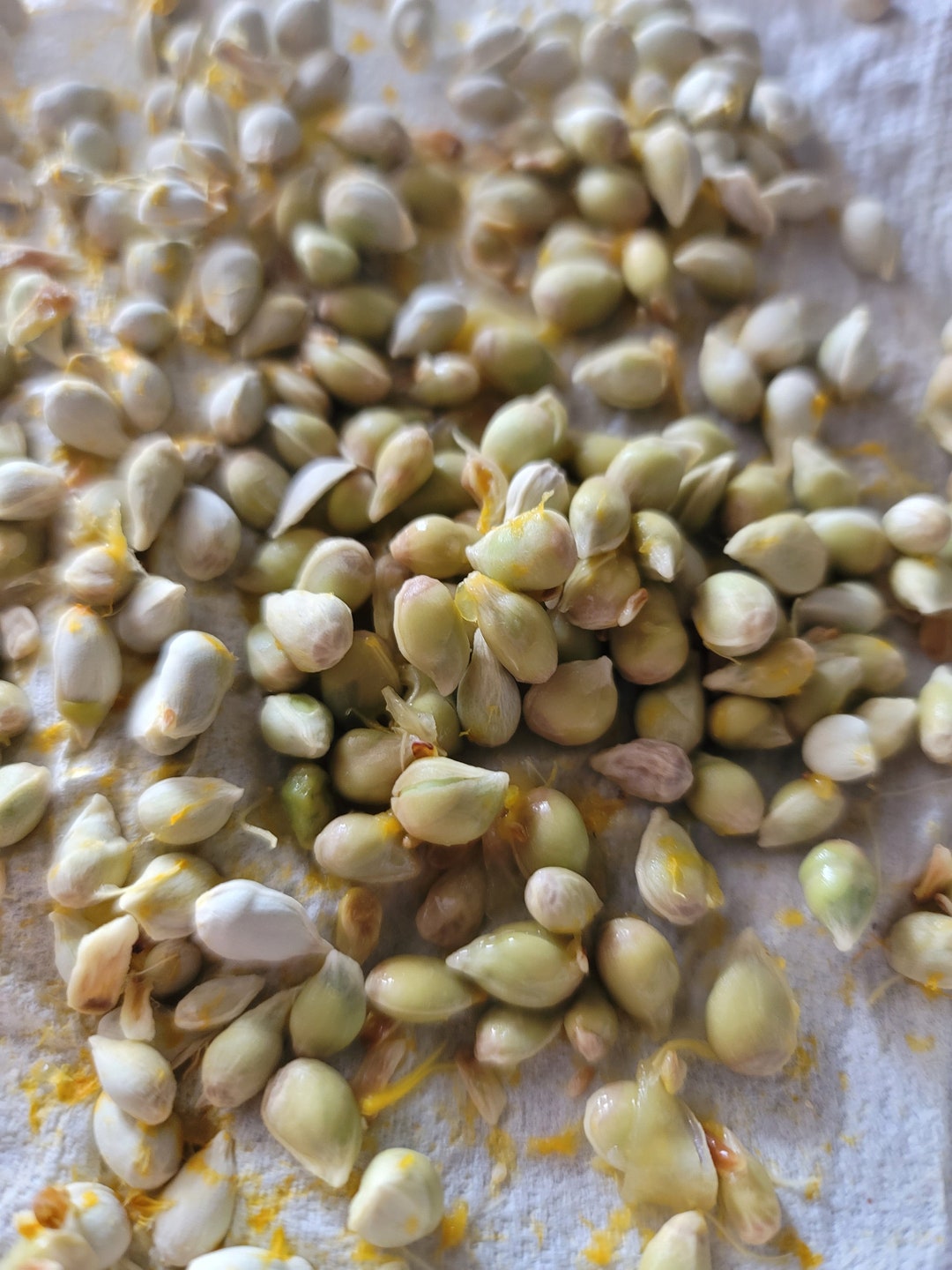 Calamansi Seeds - Etsy